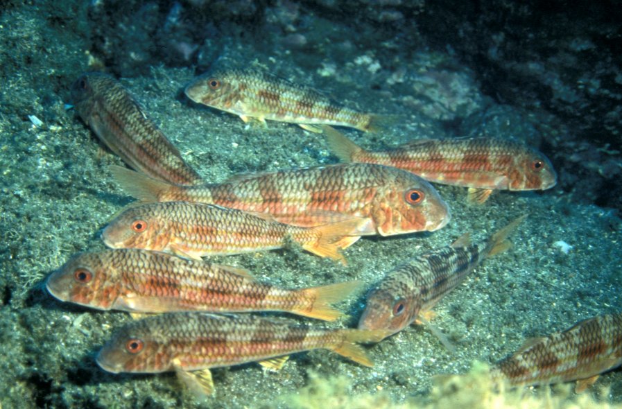 fezzanclub ( club de peche ): qques types de poissons de mer